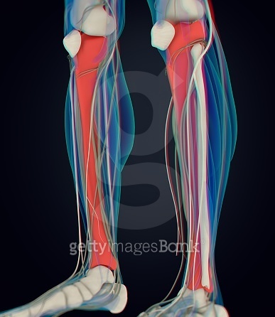 Human anatomy, male Tibia. Shin bone. 3D Illustration. 이미지 (641674054 ...