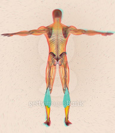 Calf muscles, human anatomy, gastrocnemius. 3d illustration (657332056 ...
