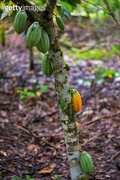 Cacao tree with cacao fruit at field near Centro Ecologico Los Guatuzos ...