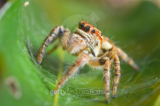 Spiders jumping orange in nature in macro view. 이미지 (884800720) - 게티이미지뱅크