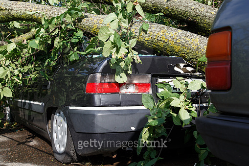 Big tree fall down on car during hurricane 이미지 (639878634) - 게티이미지뱅크