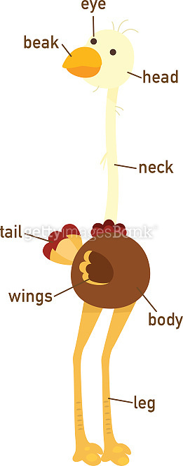 Illustration of ostrich vocabulary part of body 이미지 (660583432) - 게티이미지뱅크