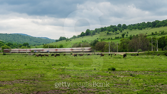 Grazing cows and buffaloes on the meadow to the railway rails of which ...