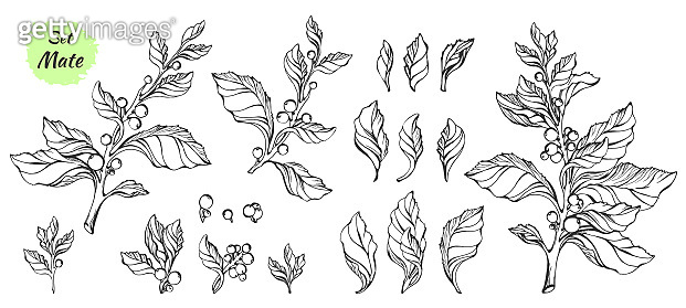 Set of mate tea tree branches. Vector (891300692) 일러스트, 무료 일러스트 - 게티이미지뱅크