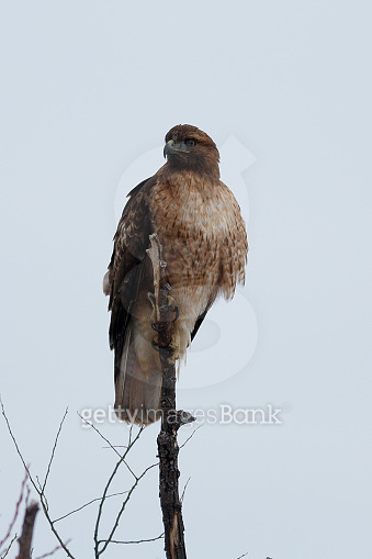 Red-tailed Hawk sitting on a stick 이미지 (641314060) - 게티이미지뱅크