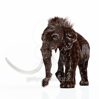 The mammoth isolated (701044538) - 게티이미지뱅크