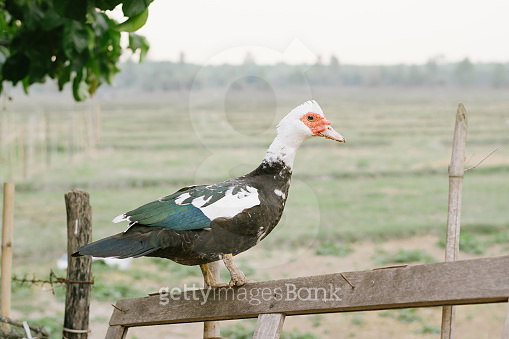 Mute duck. Duck in farm. Duck staring at you. Muscovy duck (655457720 ...