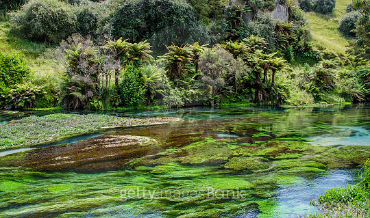 Blue Spring which is located at Te Waihou Walkway,Hamilton. (628437962 ...