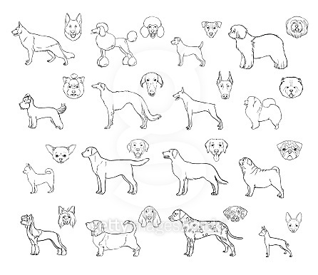 Dog breeds, side view and muzzle set. (695921172) 일러스트, 무료 일러스트 - 게티이미지뱅크