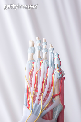 Human foot toes medical teaching model showing bones ligaments tendons ...