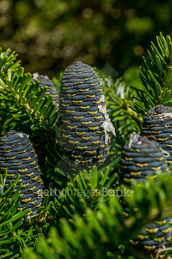 Korean fir tree with blue cones and resin. (804710432) - 게티이미지뱅크