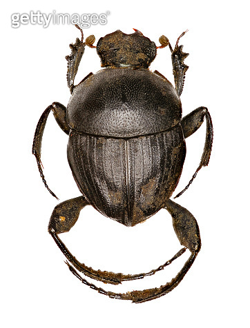 Dung Beetle Sisyphus on white Background - Sisyphus schaefferi ...