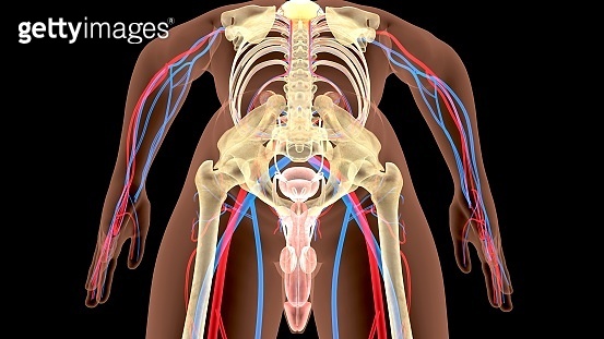Male Genitourinary System Illustration . 3D render (867611302) - 게티이미지뱅크