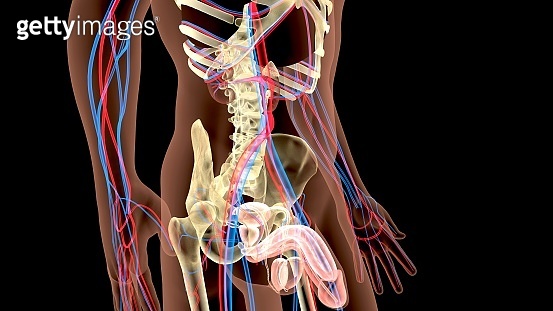 Male Genitourinary System Illustration . 3D render (867598950) - 게티이미지뱅크