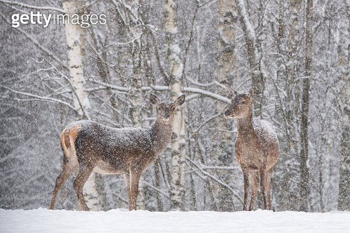 Two Snow-Covered Beautiful Female Red Deer (Cervus Elaphus) Stands ...