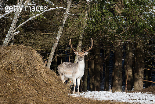 Fallow Deer Buck. Adult Fallow Deer ( Dama dama ) stands at the edge of ...