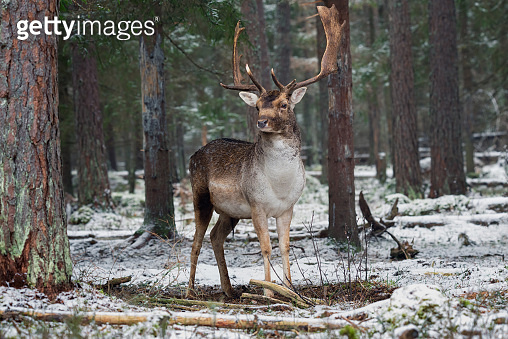 Adult Fallow Deer Buck. Majestic powerful Fallow Deer, Dama dama, in ...