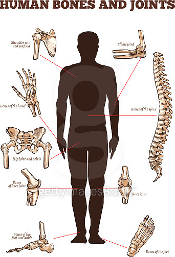 Vector medical vector poster of human bones joints (827181334) 일러스트, 무료 ...