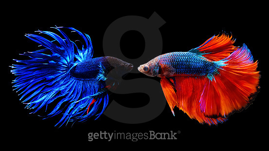 Two thai siamese betta fighting fish battle isolated on black 이미지 ...
