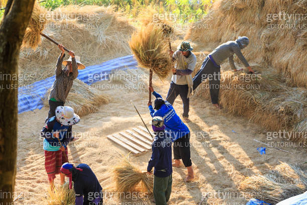 Manual rice threshing (887441106) - 게티이미지뱅크