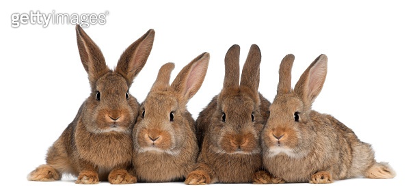 Four rabbits against white background 이미지 (823906218) - 게티이미지뱅크