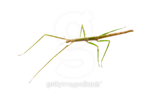 Indian Stick Insect, Carausius morosus also known as a Laboratory Stick ...