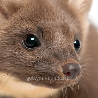 European Pine Marten or pine marten, Martes martes, 4 years old, close ...