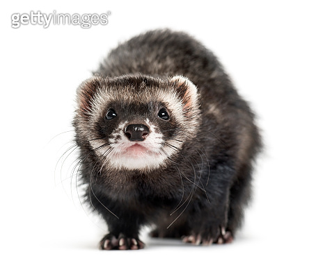 Front view of a ferret, isolated on white 이미지 (859731688) - 게티이미지뱅크