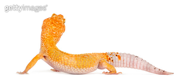 Leopard gecko standing, isolated on white (861195078) - 게티이미지뱅크