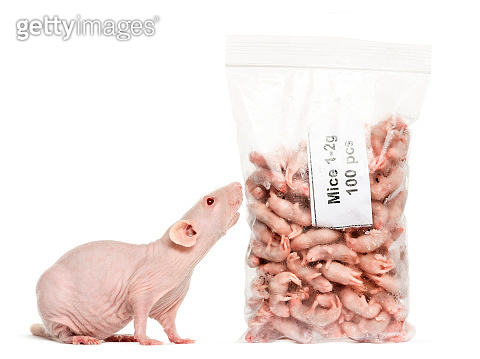 Hairless rat smelling pack of dead babies mice, isolated on white 이미지 ...