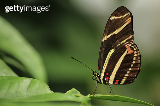Zebra Longwing 이미지 (850509656) - 게티이미지뱅크