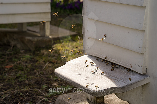 White Hives and lots of Bees 이미지 (660102000) - 게티이미지뱅크