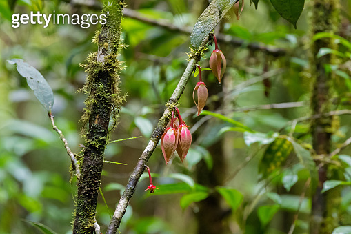 Closeup flowers of Goniothalamus roseus at Mt. Kinabalu national park ...
