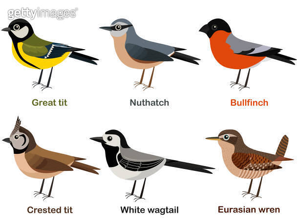 Vector illustration set of cute European bird cartoons - Great tit ...