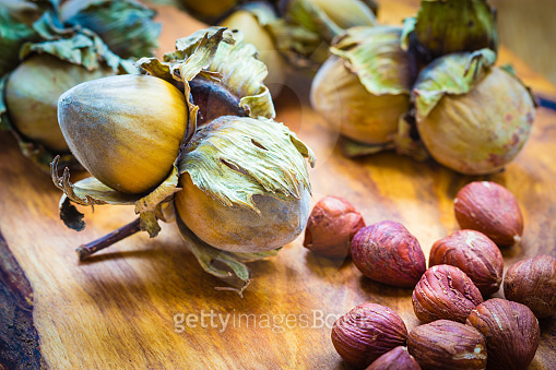 Hazelnuts cluster filbert nuts in the hard shell. 이미지 (629826844) - 게티이미지뱅크