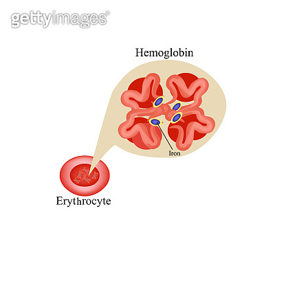 Hemoglobin within red blood cell. Erythrocyte. Hemoglobin. Infographics ...