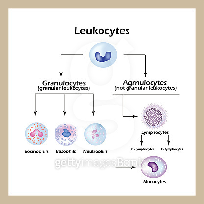 Types of white blood cells. Infographics. Vector illustration 이미지 ...