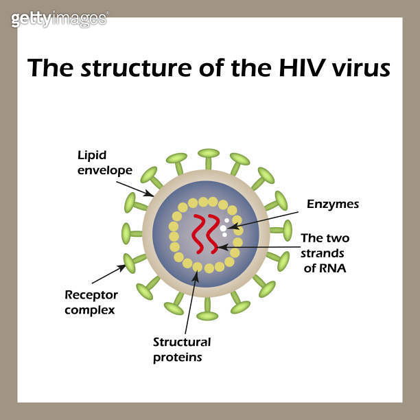 The structure of the AIDS virus. HIV. Vector illustration 이미지 ...