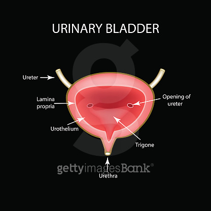 Anatomical structure of the Urinary bladder. Infographics. Vector ...