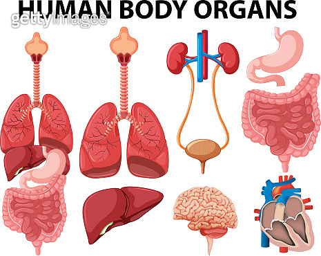 Different type of human body organs 이미지 (840741250) - 게티이미지뱅크