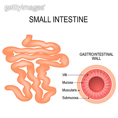 small intestine. general view and cross-section. (889101402) 일러스트, 무료 ...