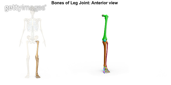 Bones of leg Joints Anterior view (858498730) - 게티이미지뱅크