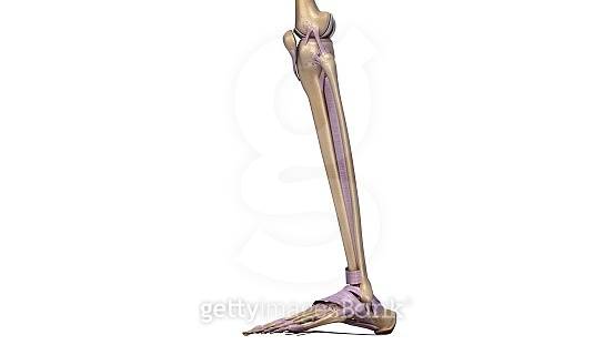 Skeleton legs with ligaments side 이미지 (637769990) - 게티이미지뱅크