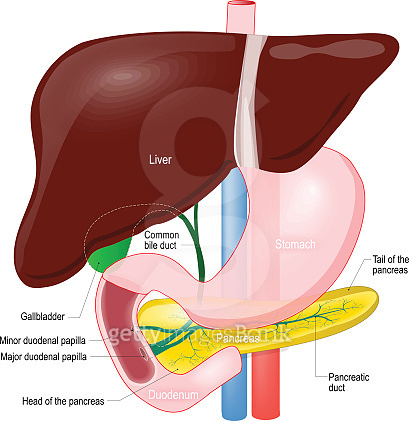 Gallbladder duct. anatomy of the pancreas, liver, duodenum and stomach ...