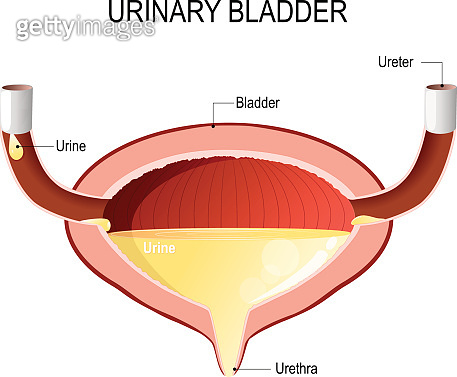 Urinary bladder with urine 이미지 (835652640) - 게티이미지뱅크