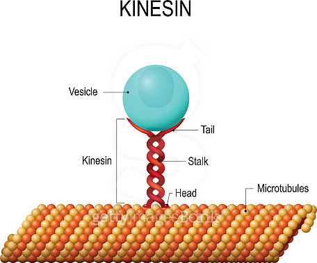 Structure of kinesin (motor proteins). 이미지 (648236278) - 게티이미지뱅크