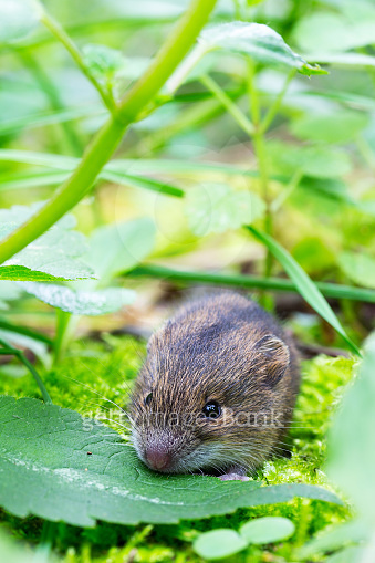 forest birch mouse (Sicista betulina) small in its natural habitat ...