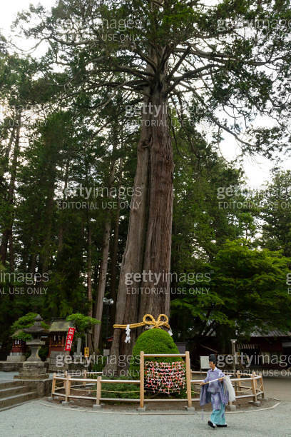 Shinto priest passing a sacred tree, goshinboku, at Fujiyoshida Sengen ...