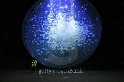Moon jellyfish tank with children 이미지 (657543344) - 게티이미지뱅크