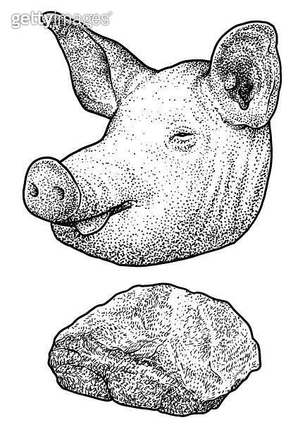 Pig head illustration, drawing, engraving, ink, line art, vector ...